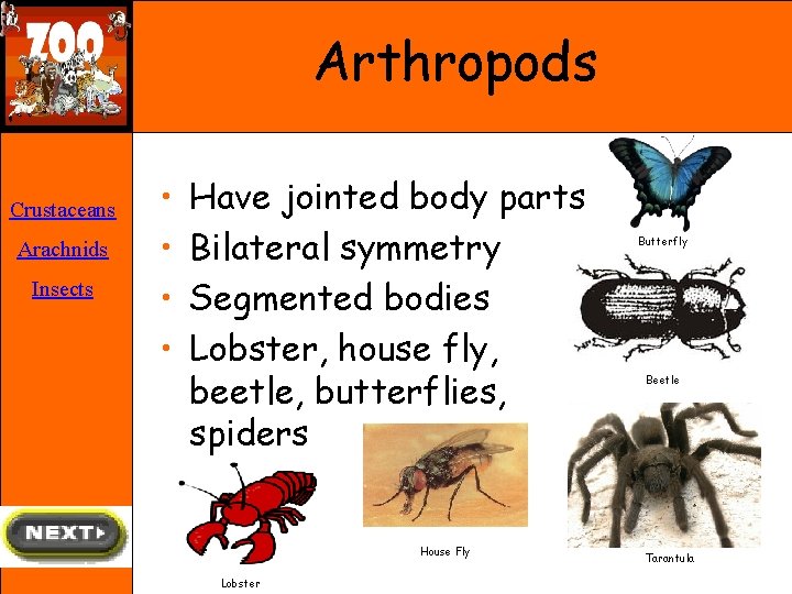 Vertebrates Invertebrates Interactive Presentation designed by Mr Phillips