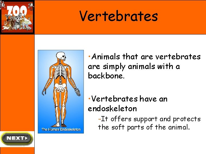 Vertebrates Invertebrates Interactive Presentation designed by Mr Phillips