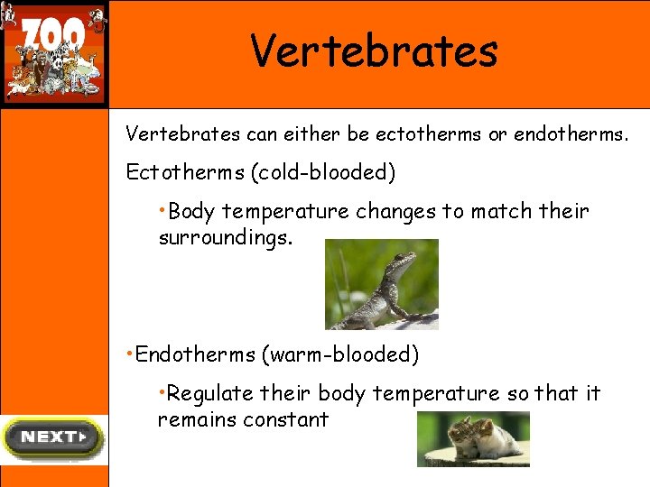 Vertebrates Invertebrates Interactive Presentation designed by Mr Phillips