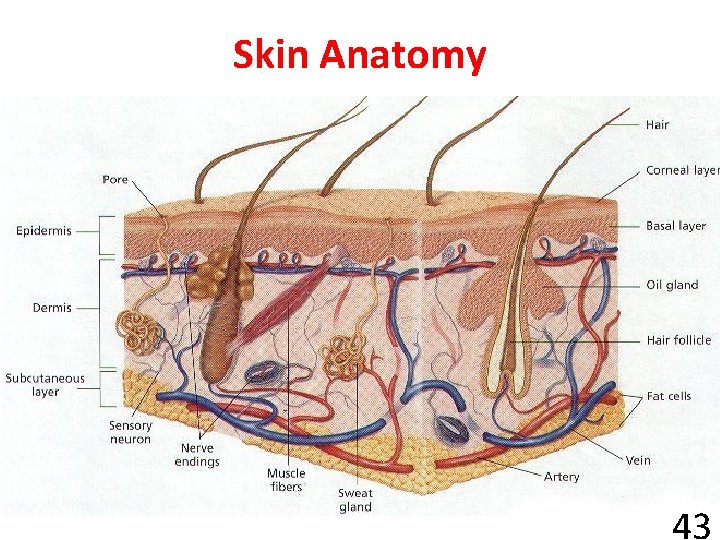 Body Blitz an overview of human body systems