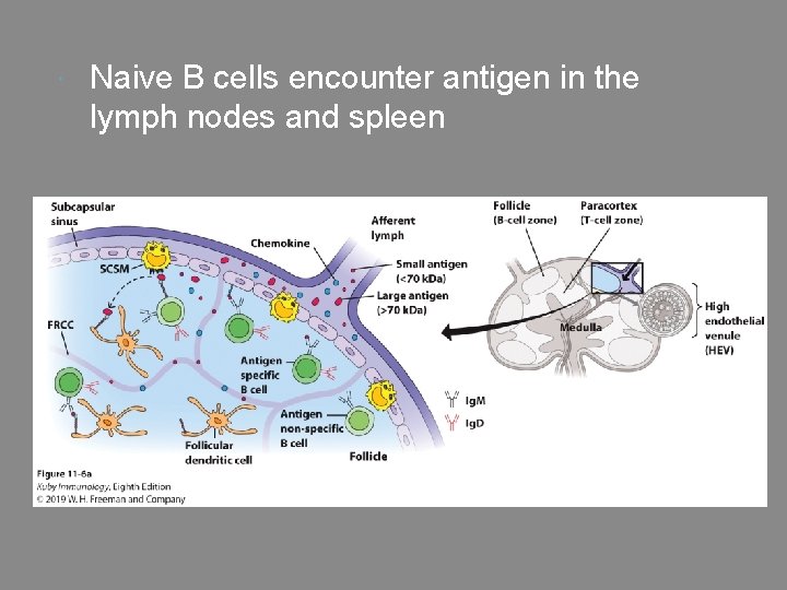 Chapter 11 BCell Activation and Differentiation Dr Capers