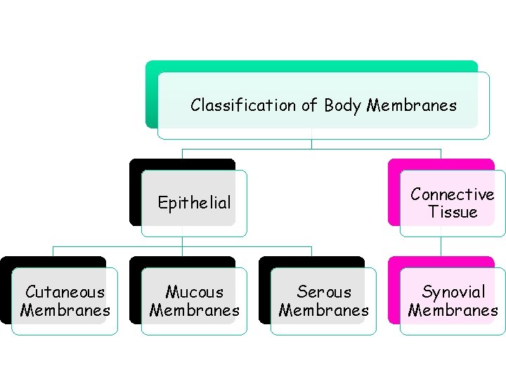 Skin and Body Membranes Anatomy and Physiology Chapter