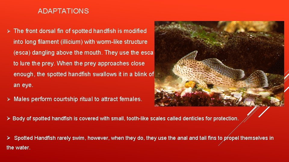 SPOTTED HANDFISH Daniela Benguria Justin Morales Marine Science