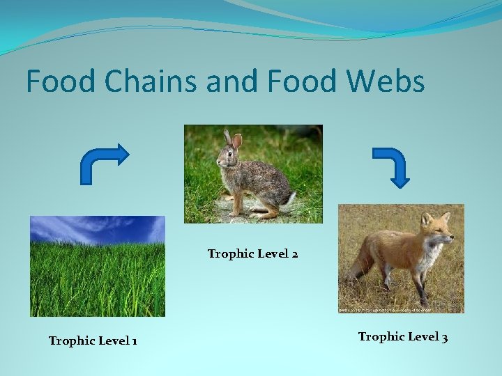 Grade 12 Biology Ecology Conservation of Biodiversity Chapters