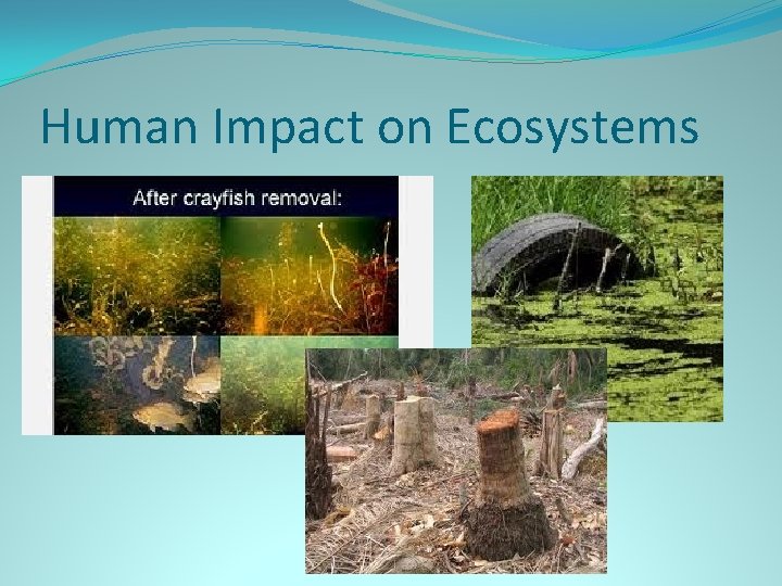 Grade 12 Biology Ecology Conservation of Biodiversity Chapters