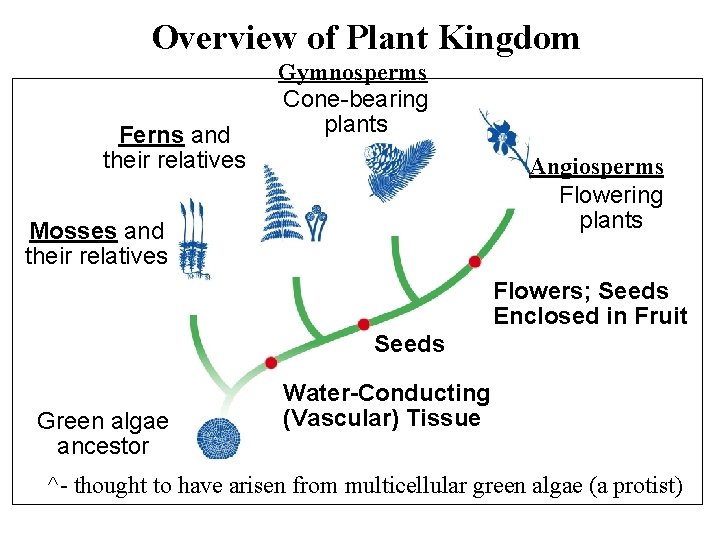 Plants Holly Springs High School Biology What is