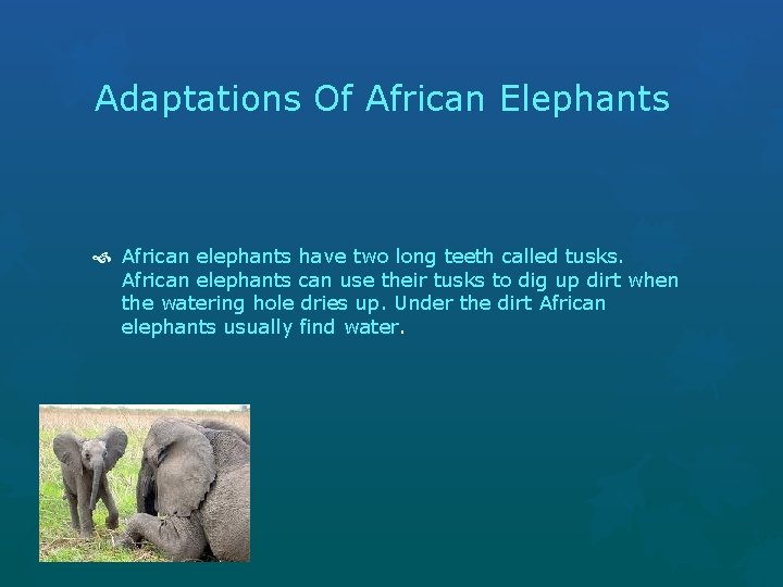 African Elephants By Audrey Davis Characteristics Of African