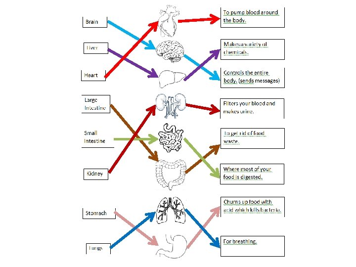 From Cells to Systems Learning Objectives 1 Review