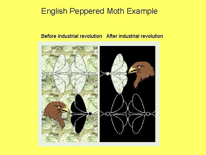Natural Selection Best adapted survives and reproduces English
