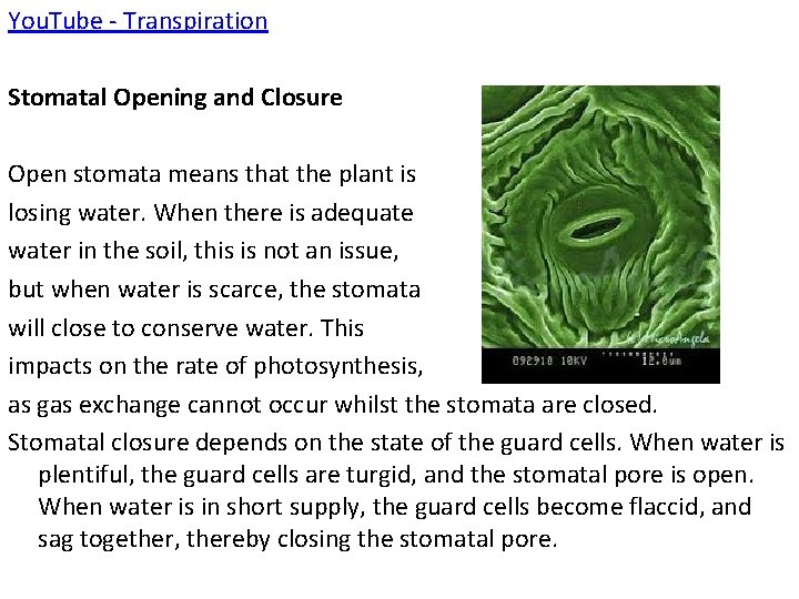 Plant Science Draw and label plan diagrams to
