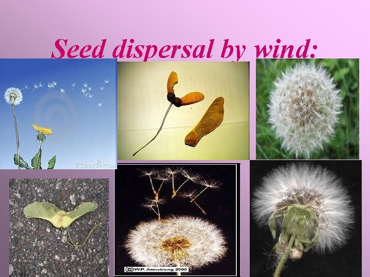 Subject EVS CLASS V SEEDS SEEDS ARE VERY