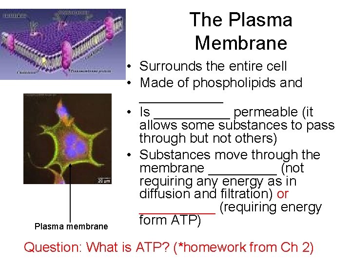 Chap 3 Cells Learning Objectives 1 Describe the