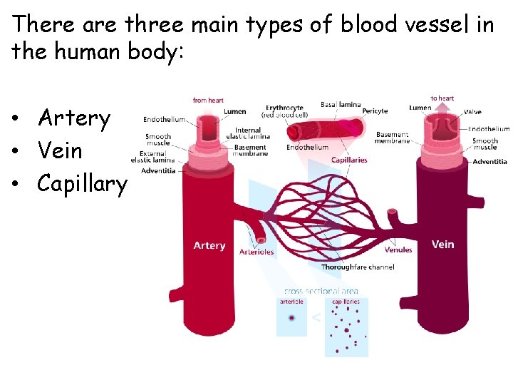 The Blood Vessels Do Now activity 1 What