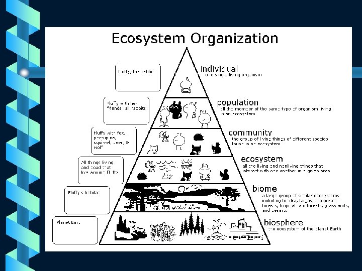 Levels of Biological Organization Biosphere Our entire planet