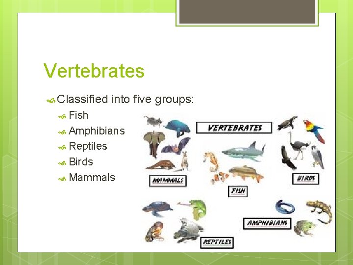 Vertebrates Vertebrates Animals with an internal skeleton made
