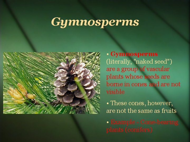 Plant Basics Plants are multicellular photosynthetic eukaryotes 4