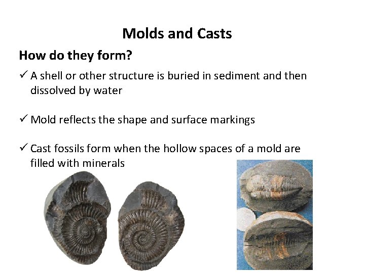 Petrified Fossils Molds and Casts Carbon Films Preserved