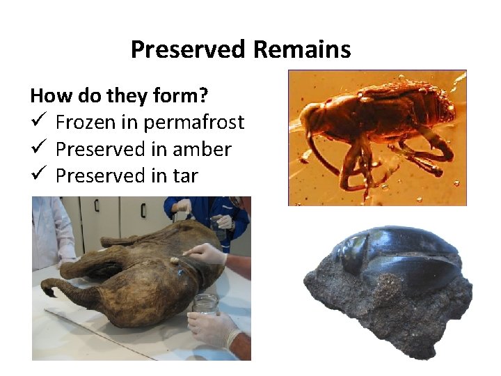 Petrified Fossils Molds and Casts Carbon Films Preserved