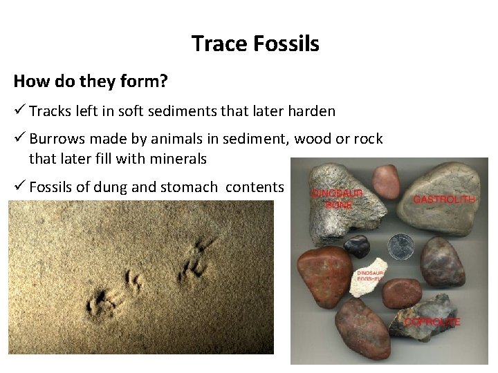 Petrified Fossils Molds and Casts Carbon Films Preserved