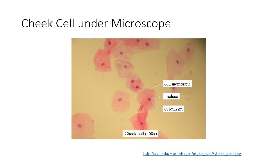 The Microscope Lab Drawing and Microscope Techniques Bielke