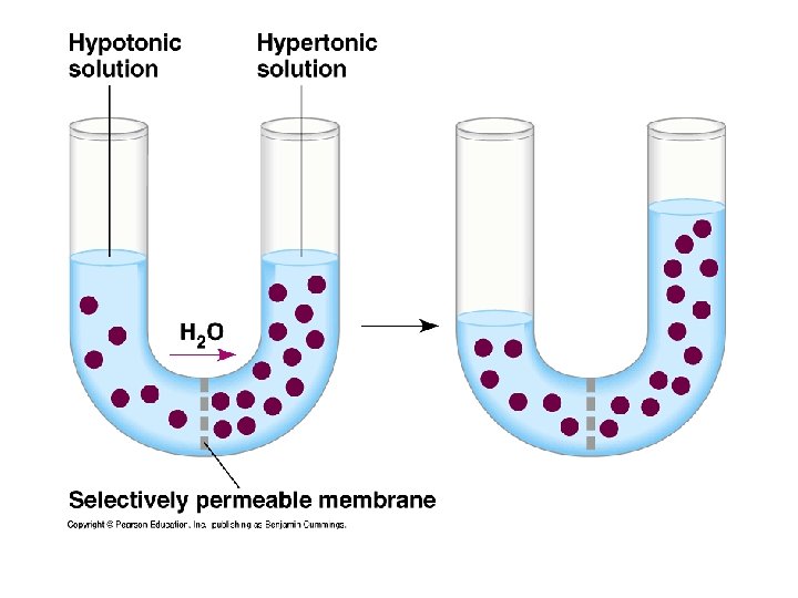 Osmosis Practice Problems Which way will the water