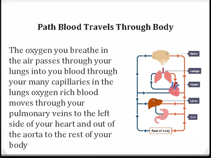 Circulatory System By Brittany Martinez Jo sue Garcia