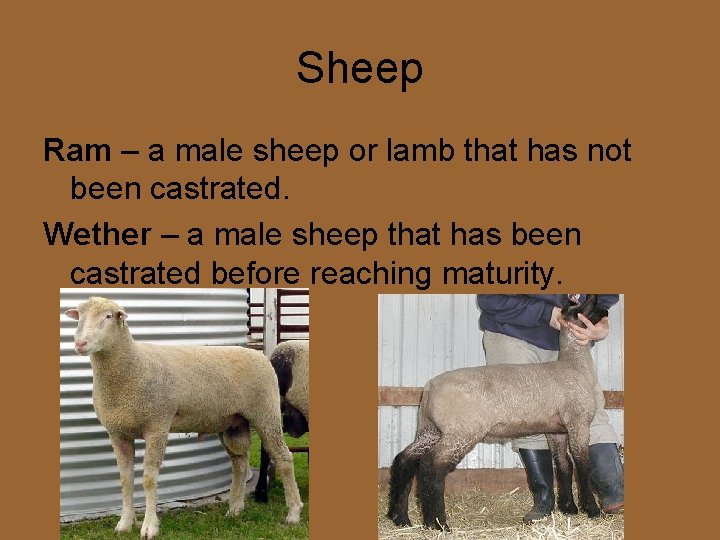 Livestock Terminology Cattle Bull a male bovine of