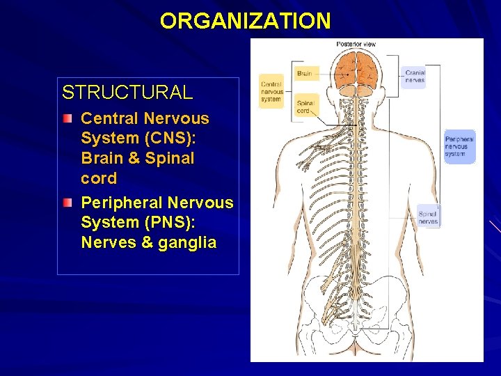 The Nervous System Objectives At the end of