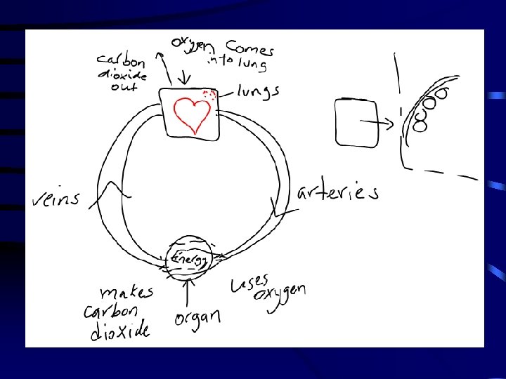 Circulatory System The transportation system of the body