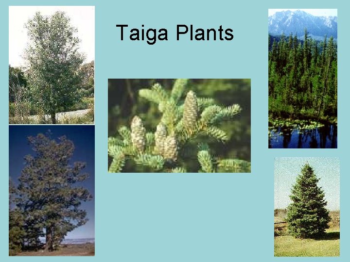 Biomes of the World Section 20 1 What