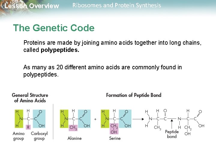 Lesson Overview Ribosomes and Protein Synthesis Lesson Overview