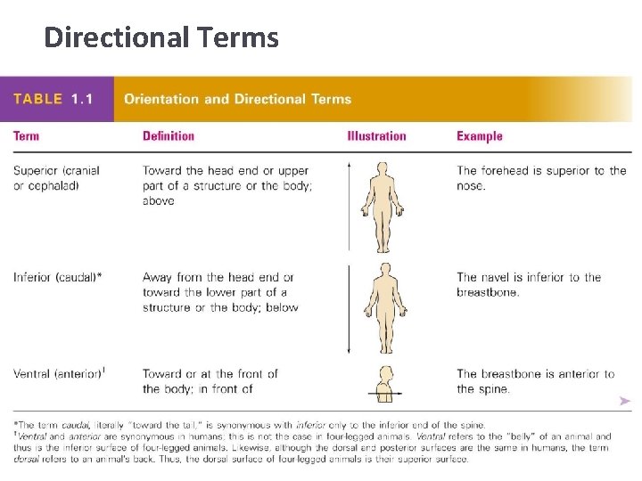 Body Organization Part II BIO 201 Kelly Trainor