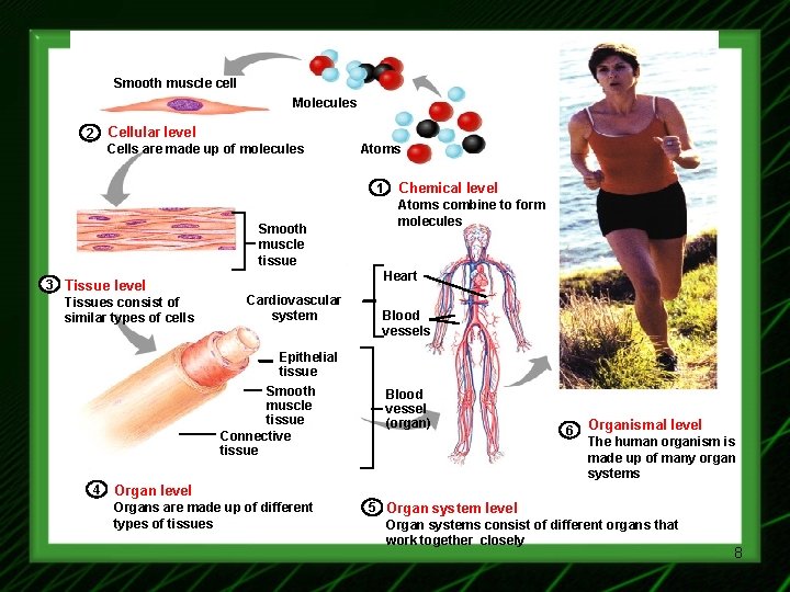 Foundation Block Organisation of the Human Body By