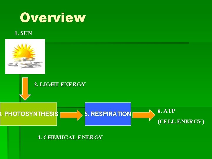Photosynthesis Biology B Overview 1 SUN 2 LIGHT