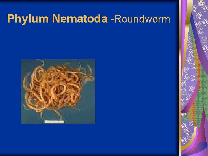 ZOOLOGY Phylum Nematoda Bill Palmer Phylum Nematoda Round