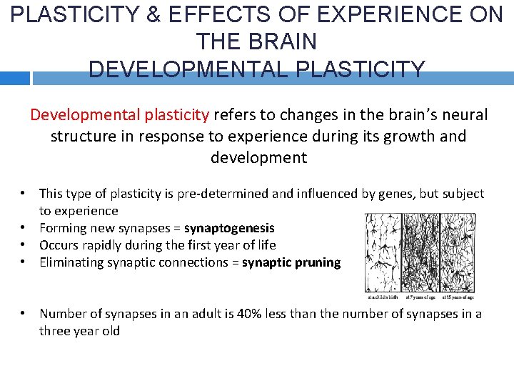 UNIT 4 BRAIN BEHAVIOUR EXPERIENCE LEARNING Neural processes
