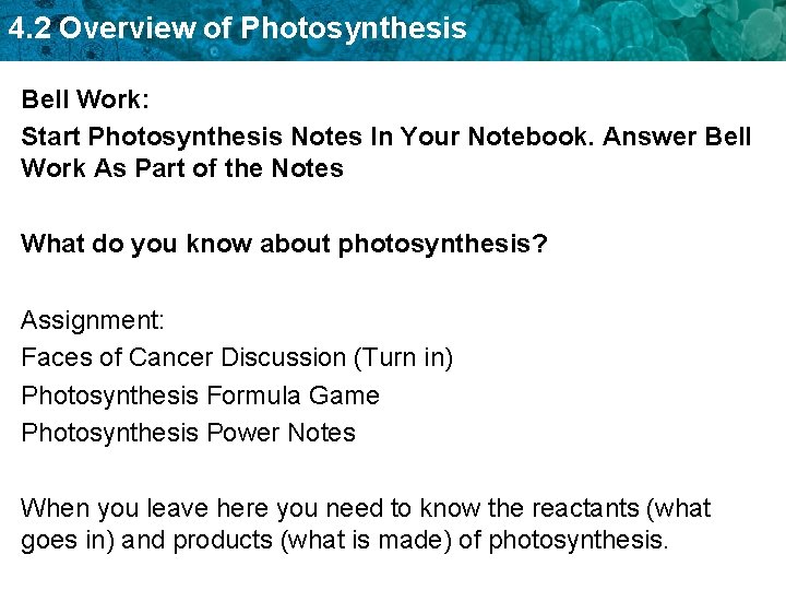 4 2 Overview of Photosynthesis Bell Work Add