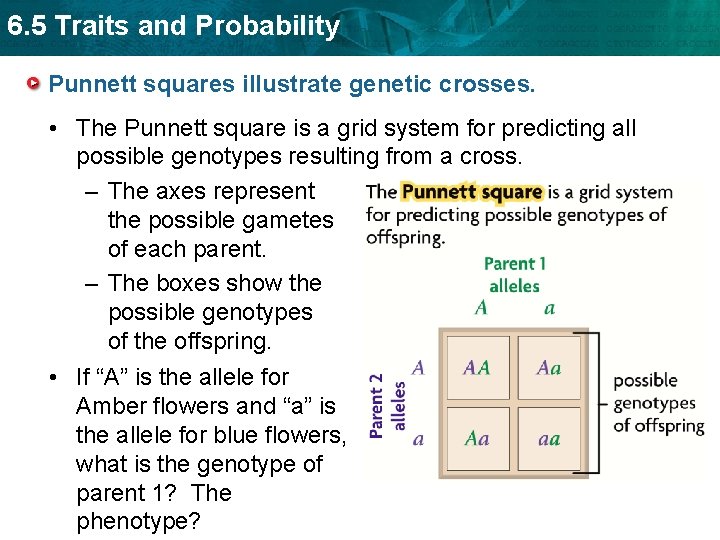 Biology Unit Four B Mendelian Genetics Mrs Pearsons