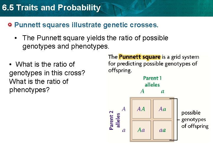 Biology Unit Four B Mendelian Genetics Mrs Pearsons