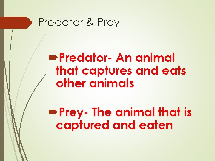 Food Chains and Food Webs Calem rich 11