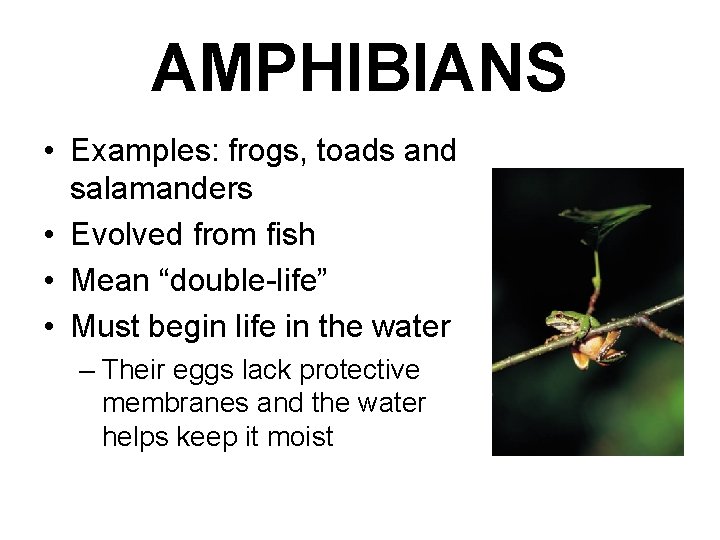 Vertebrates Vertebrates Have a backbone Are all in