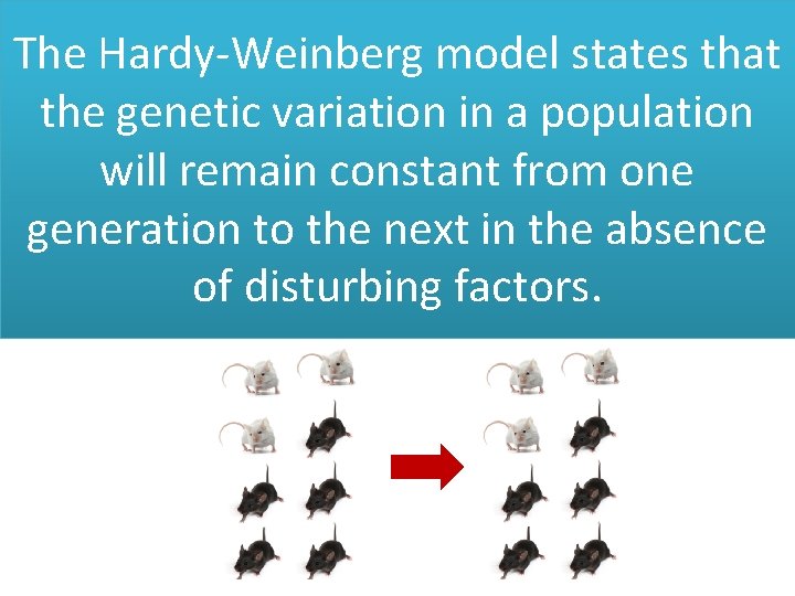 HardyWeinberg Equilibrium Model The HardyWeinberg model states that