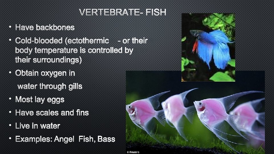 VERTEBRATES ANIMALS WITH A BACKBONE SHARED CHARACTERISTICS OF