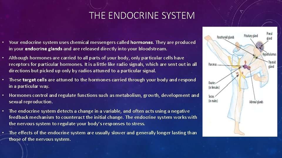 BODY SYSTEMS PART 2 ENDOCRINE SYSTEM FEEDBACK MODELS