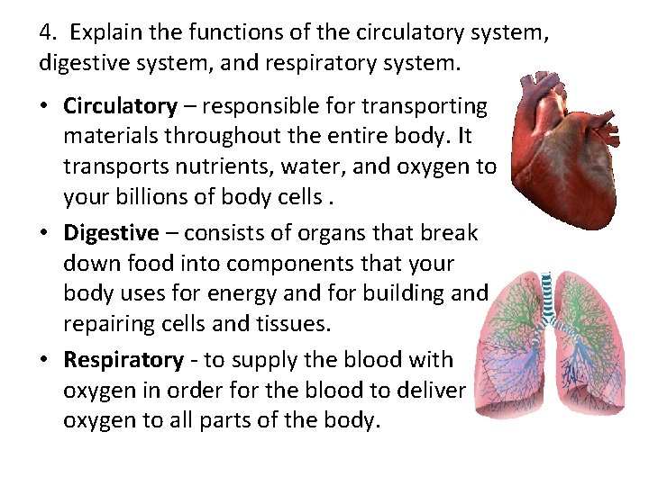 Human Body Systems Interactions Test Review 1 List