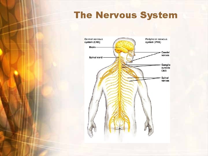 Body Balance Year 9 Science The Nervous System