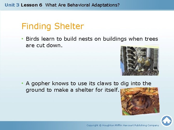 Unit 3 Lesson 6 What Are Behavioral Adaptations