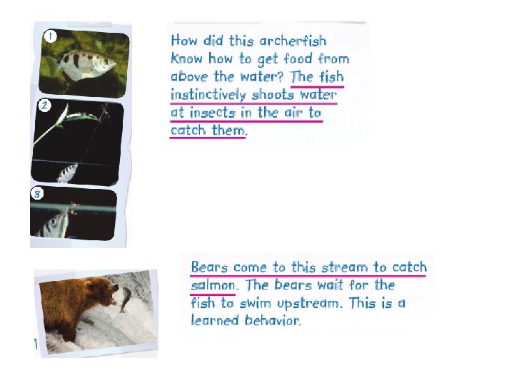 Unit 3 Lesson 6 What Are Behavioral Adaptations