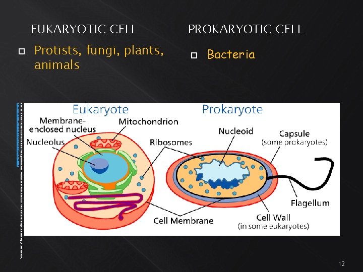 Exercise 3 Cellular Structure GENERAL BIOLOGY I LAB