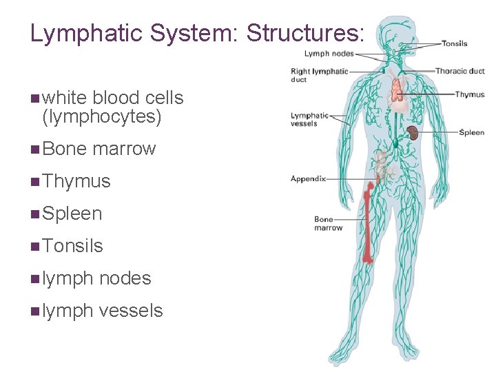 The Lymphatic Immune System Biology Unit 8 Powerpoint